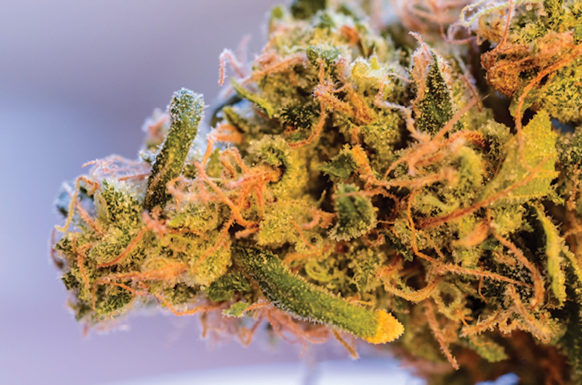 Most Popular Strains and Special Offers | Cannabis Business Times