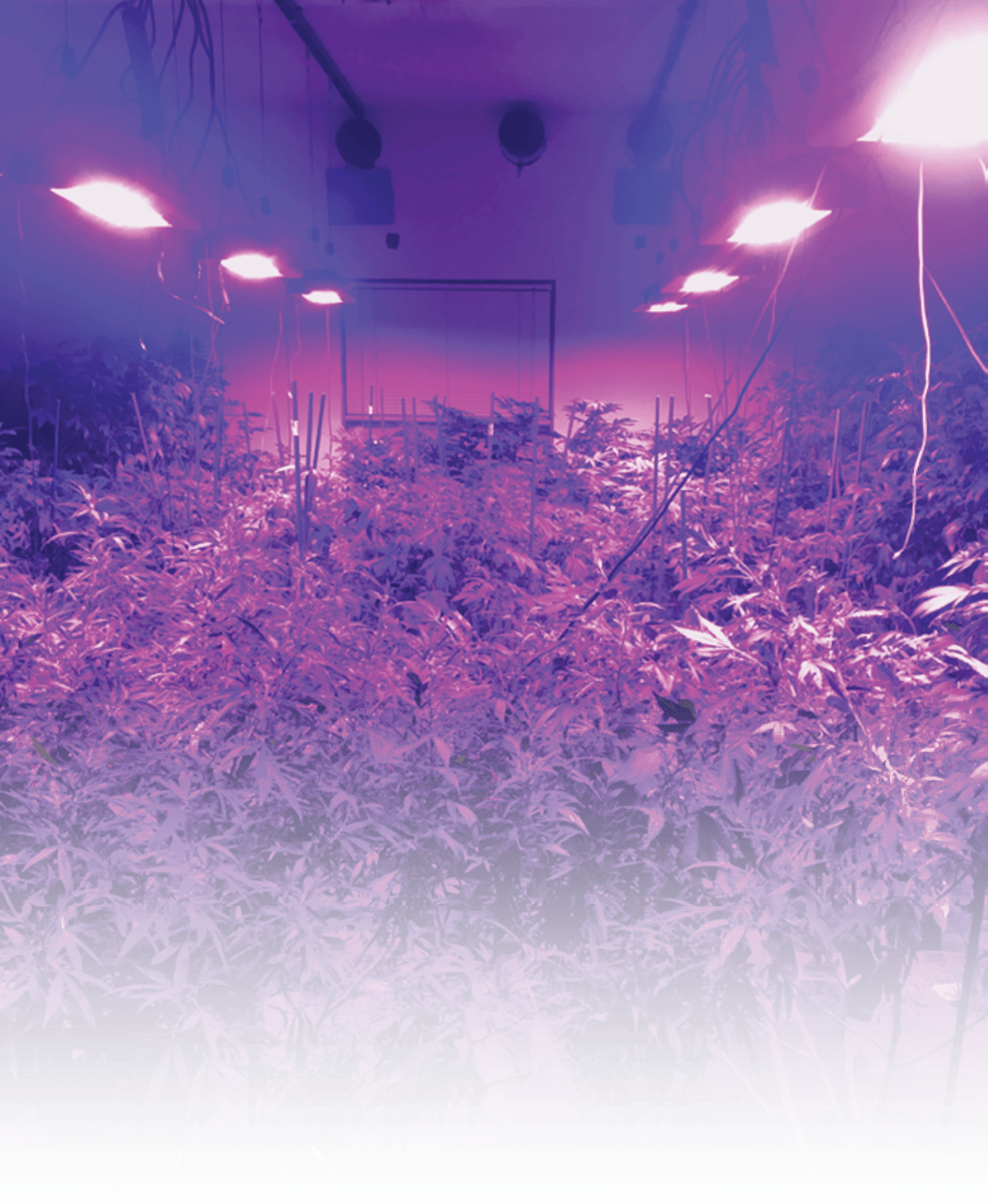 Mimicking Nature With Light | Cannabis Business Times
