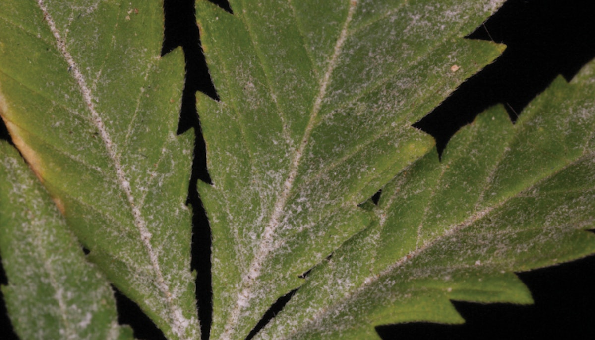 Mold: The Good, Bad and (Not So) Ugly | Cannabis Business Times