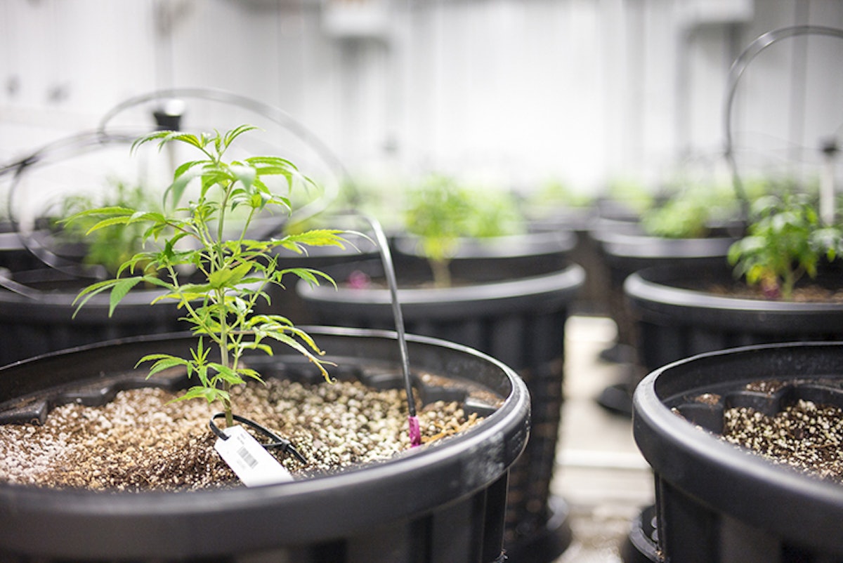 Florida Faces Missed Deadlines, Lawsuits in Wake of MMJ Rollout ...