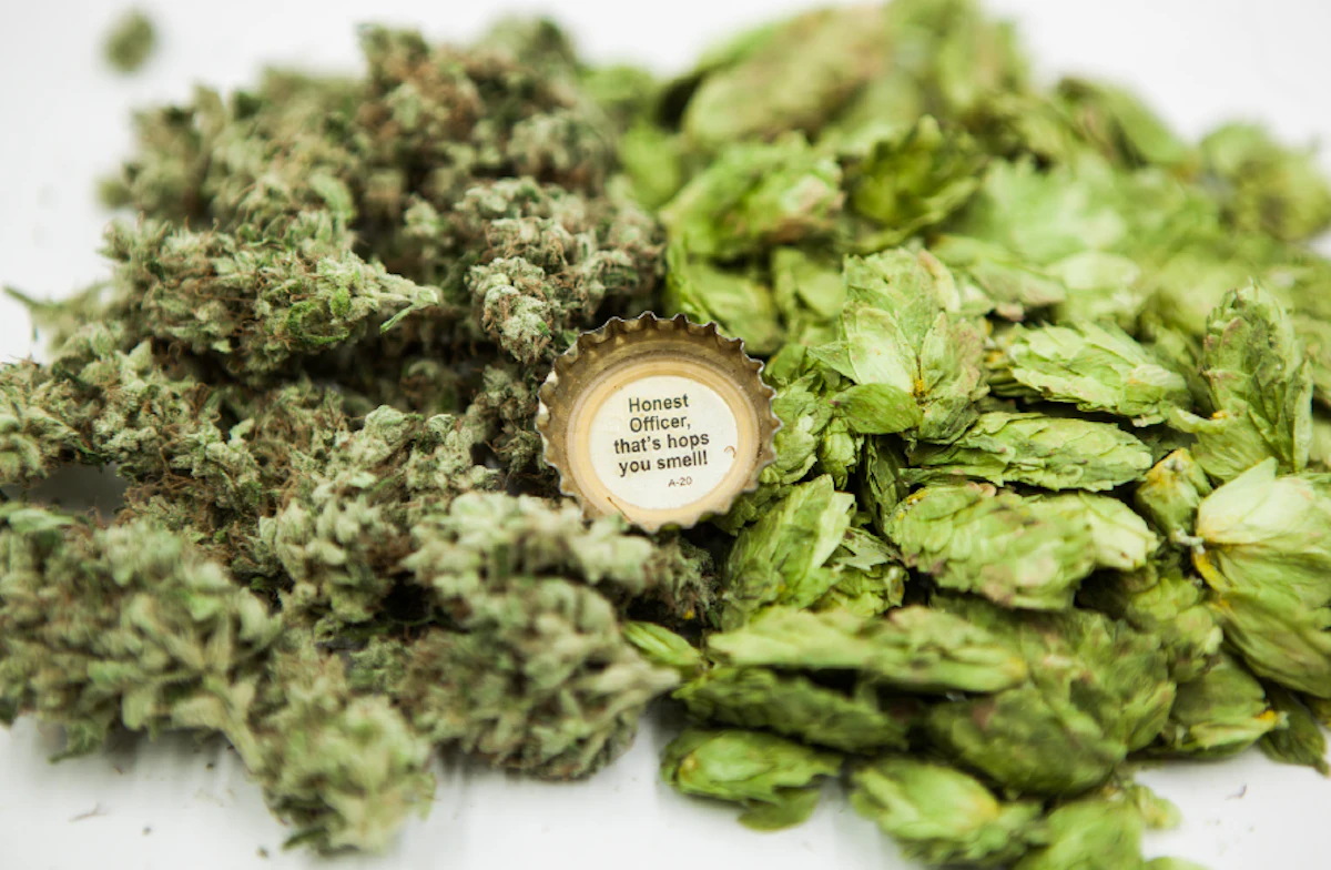 Hemp, Hops and Their Synergistic Future | Cannabis Business Times