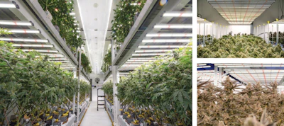Fluence Bioengineering | Cannabis Business Times