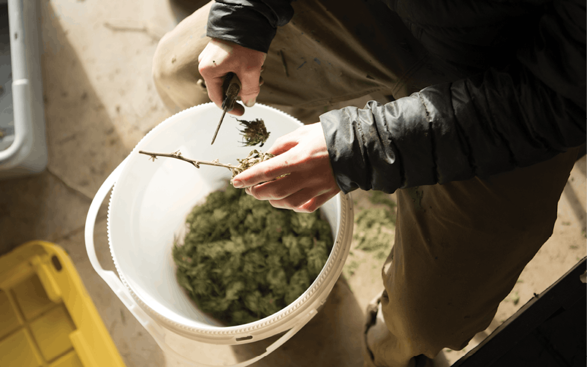 How Phantom Farms Navigates Oregon's Market and Stays Ahead of the ...