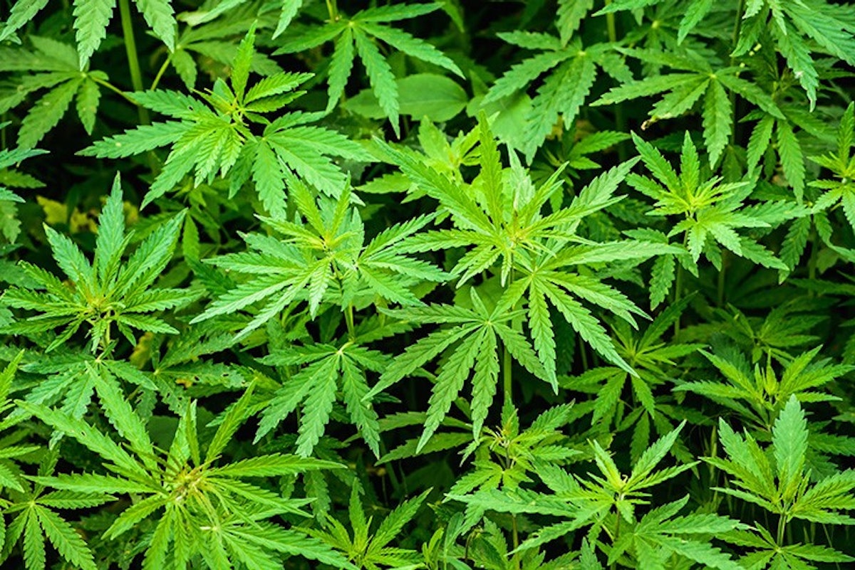 Colorado Removes Definition of Industrial Hemp From State Constitution ...