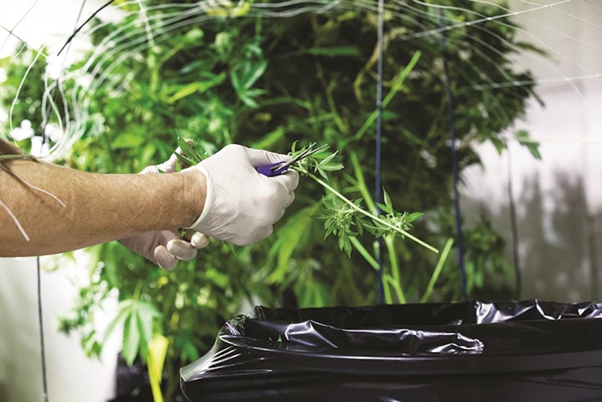 Should You Rethink Your Waste Management Practices? | Cannabis Business ...
