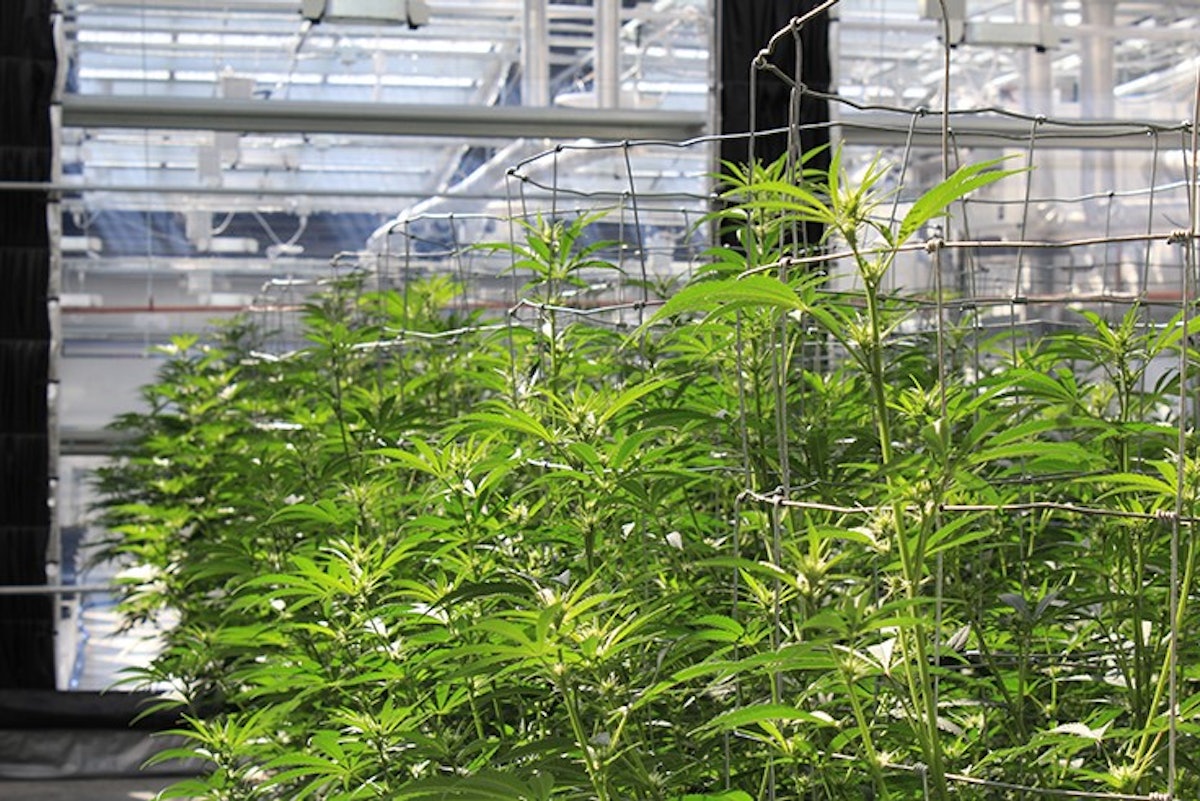 Neutralize Cannabis Odor Now | Cannabis Business Times