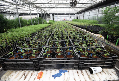 10 Questions With... Graham Farrar, CEO of Glass House Farms | Cannabis ...