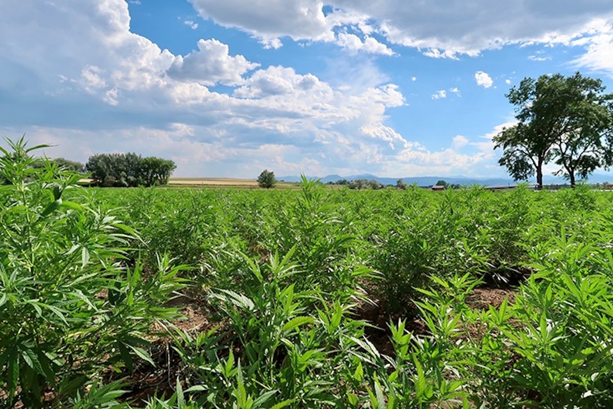 Solari Hemp Launches in Colorado | Cannabis Business Times