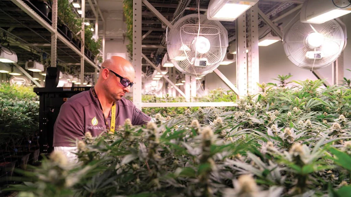 #4: Jushi Creates a Passionate, Purpose-Driven Workplace | Cannabis ...