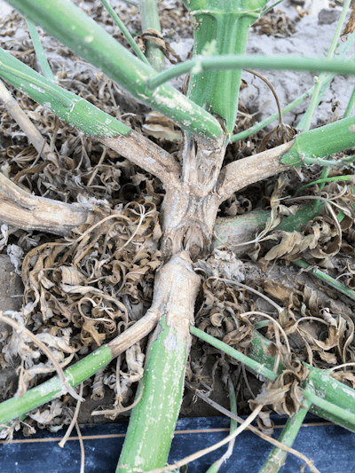 Common Marijuana & Hemp Diseases | Cannabis Business Times