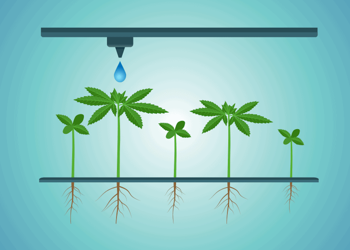 Your Guide to Hemp Irrigation | Cannabis Business Times