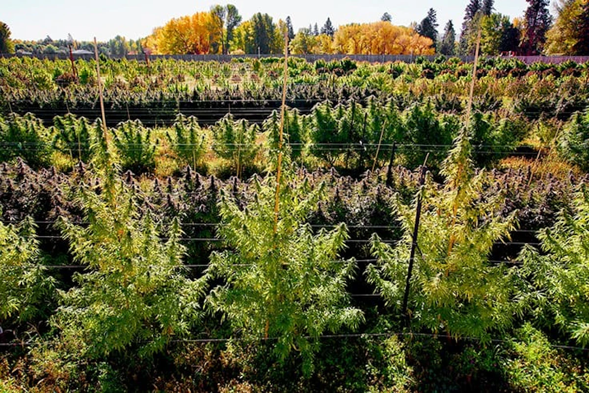 5 Cannabis Harvest Tips for a Successful Outdoor Season | Cannabis ...