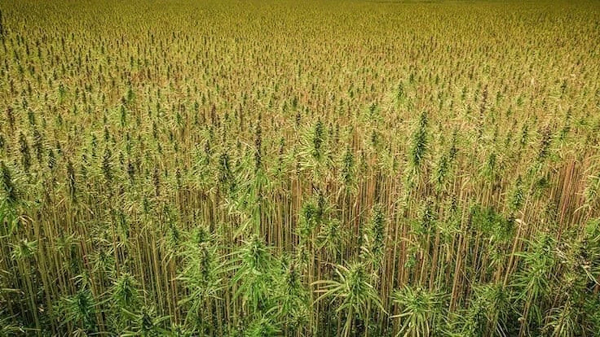 These States Had the Most Growth in Hemp Licenses for 2020 | Cannabis ...