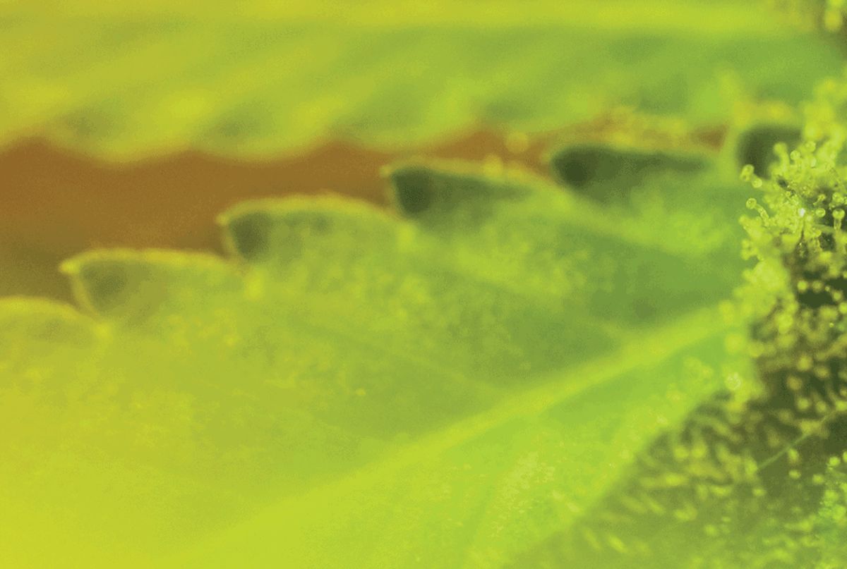 New Research Focuses on Why Hemp Goes Hot | Cannabis Business Times