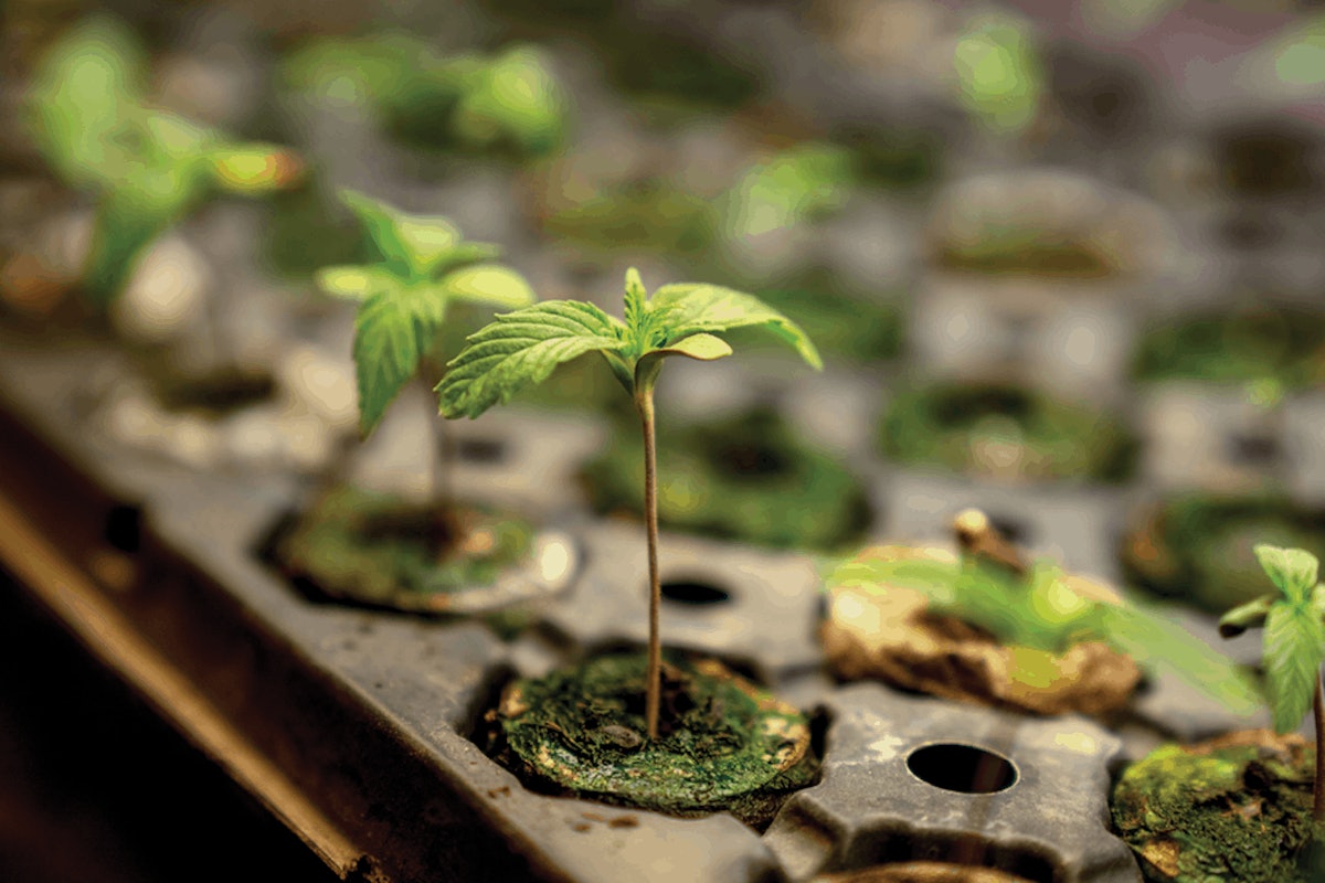 3 Tips to Avoid Nutrient Lockout | Cannabis Business Times