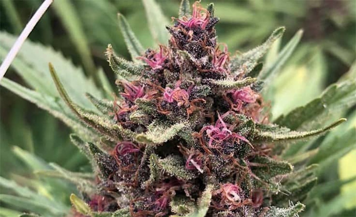 Raspberry Boogie | Cannabis Business Times