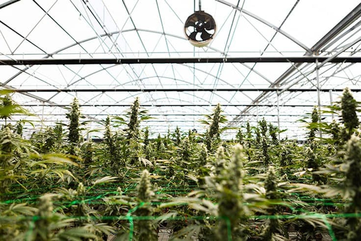 Neutralize Odor Before Complaints Drift In | Cannabis Business Times