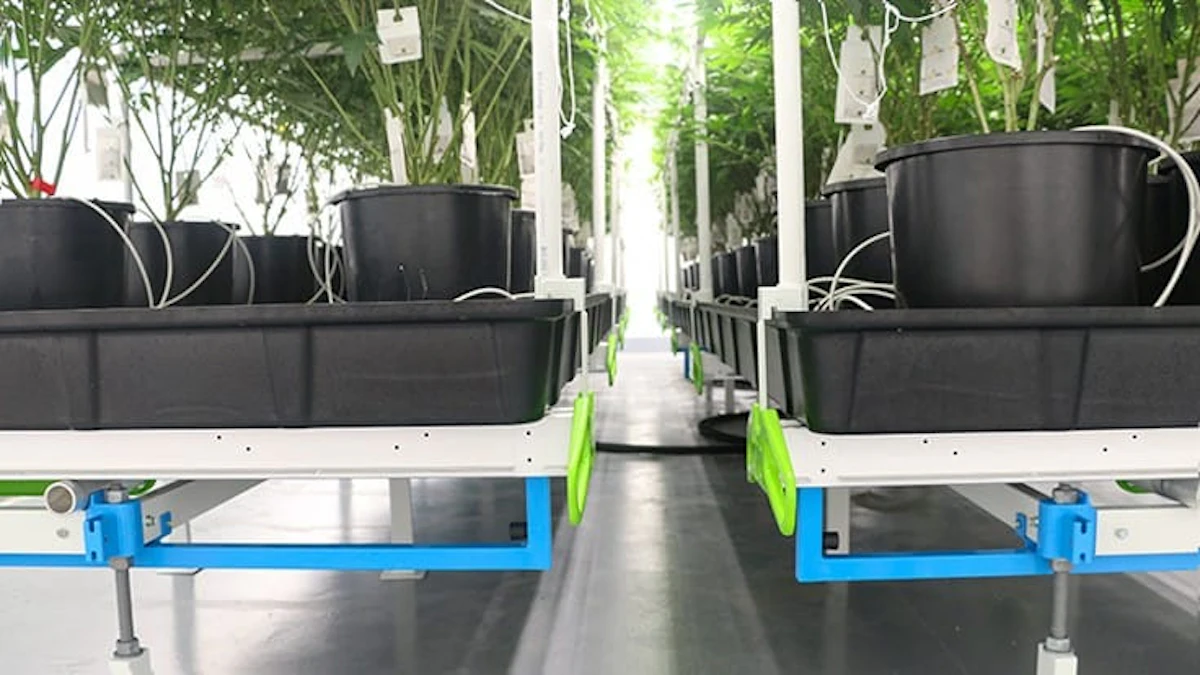 Your Guide to Crop Steering With Nutrients | Cannabis Business Times