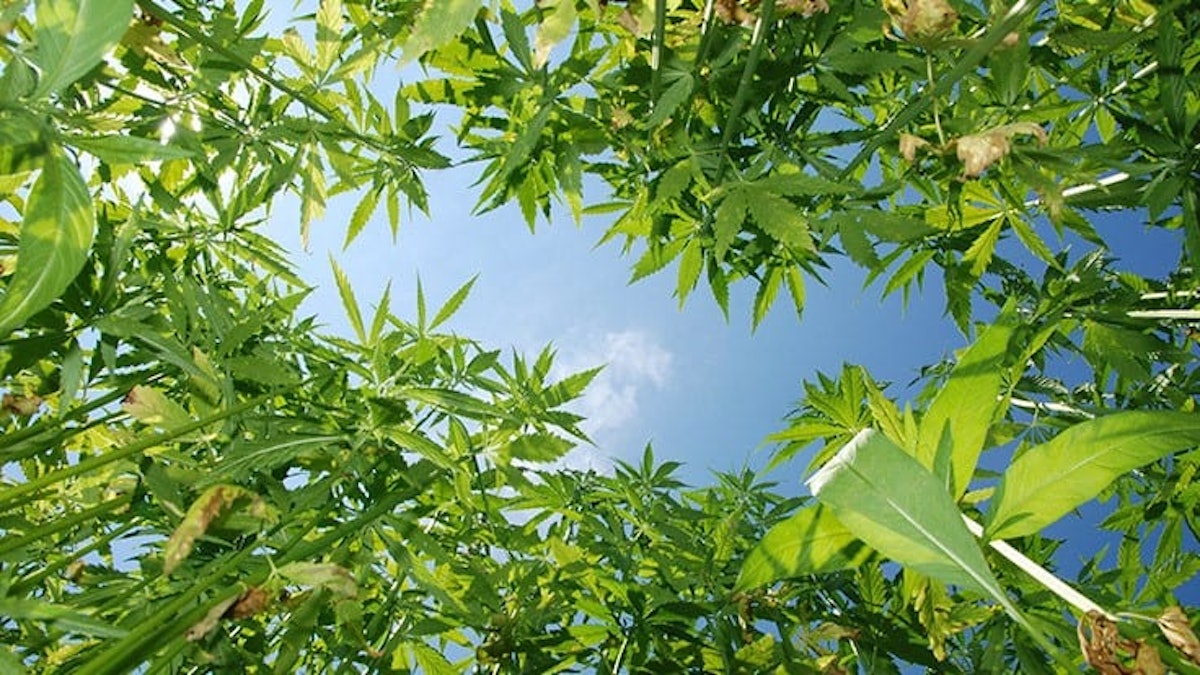 Connecticut’s Adult-Use Law Bans Businesses From Selling Certain Hemp ...