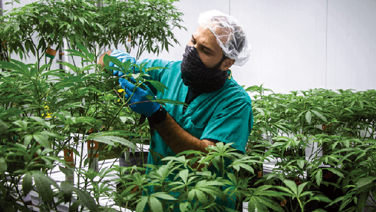 4 Tips to Meet Consumer Demand in Growth Markets | Cannabis Business Times