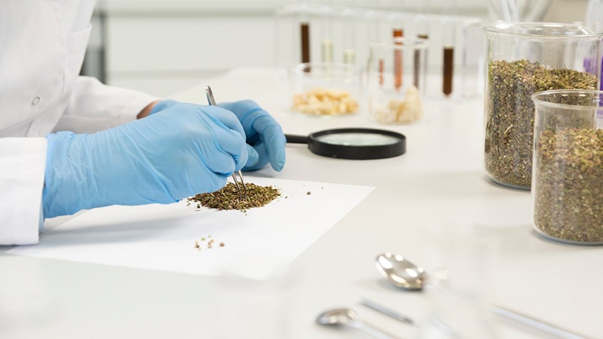 Cultivation Challenges and Goals | Cannabis Business Times