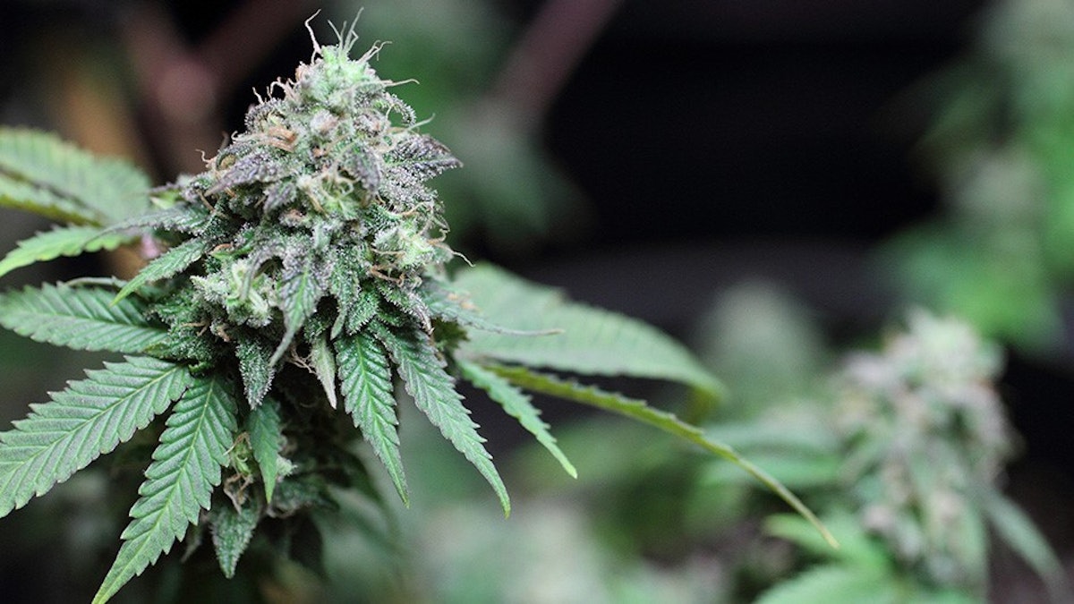 Young Adults Report Record-High Cannabis Use | Cannabis Business Times