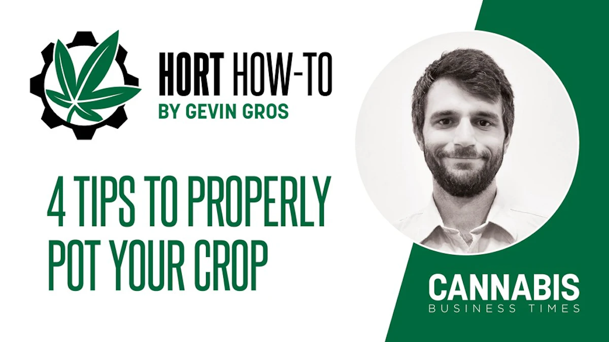 4 Tips to Properly Pot Your Crop | Cannabis Business Times
