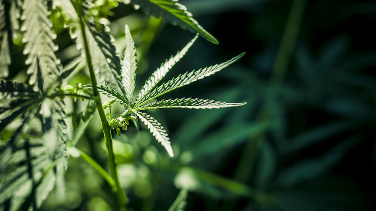 DEA Declares THC-O Acetate a Schedule I Controlled Substance | Cannabis ...