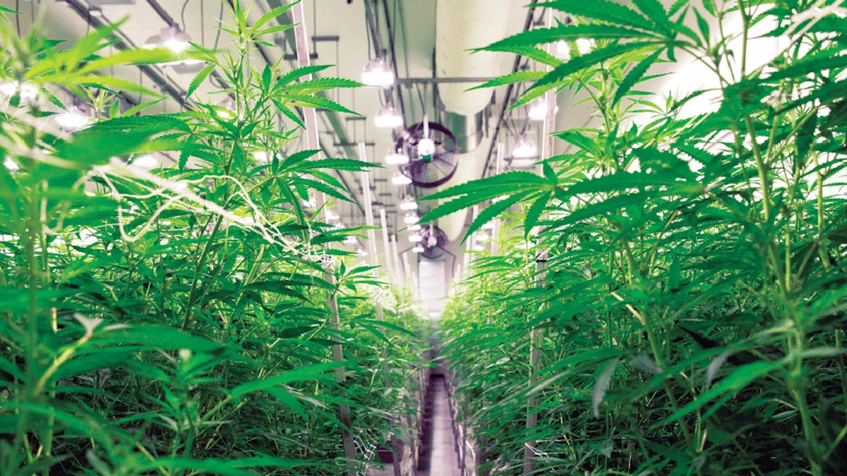 3 Tips to Implement Lean Practices in Your Cannabis Grow | Cannabis ...