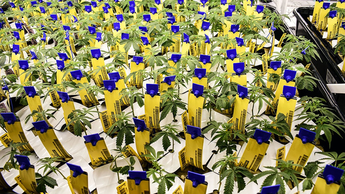 Cannabis Seeds, Clones for Home Grows Now Available in Massachusetts ...