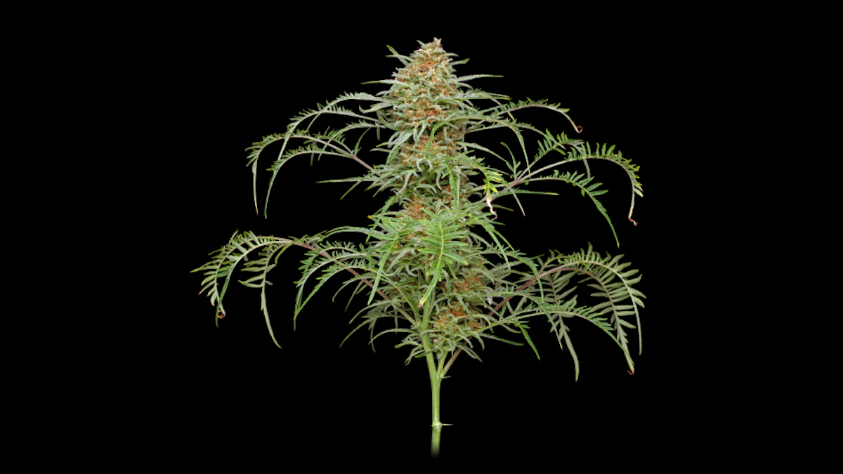 Capturing the Full Genetic Potential of Cannabis | Cannabis Business Times
