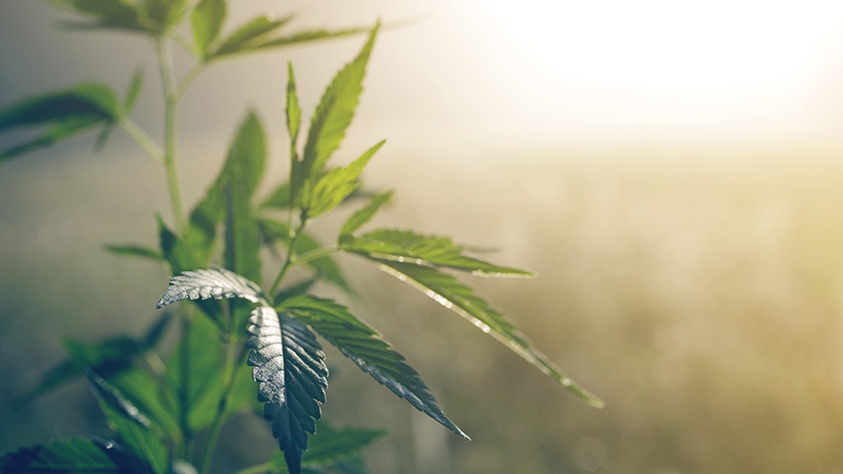 Cannabis Regulators Association Calls on Congress to Adjust Hemp Laws ...
