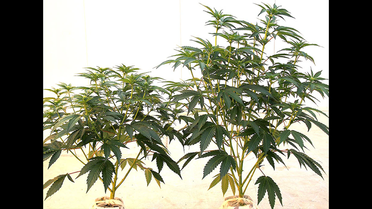 How to Spot, Mitigate and Prevent HpLVd in Cannabis Cultivation ...