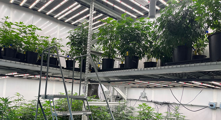 11 Tips For Managing Mother Plants in Cannabis Cultivation | Cannabis ...