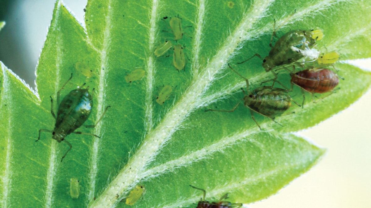 10 Tips to Identify Cannabis Pests | Cannabis Business Times