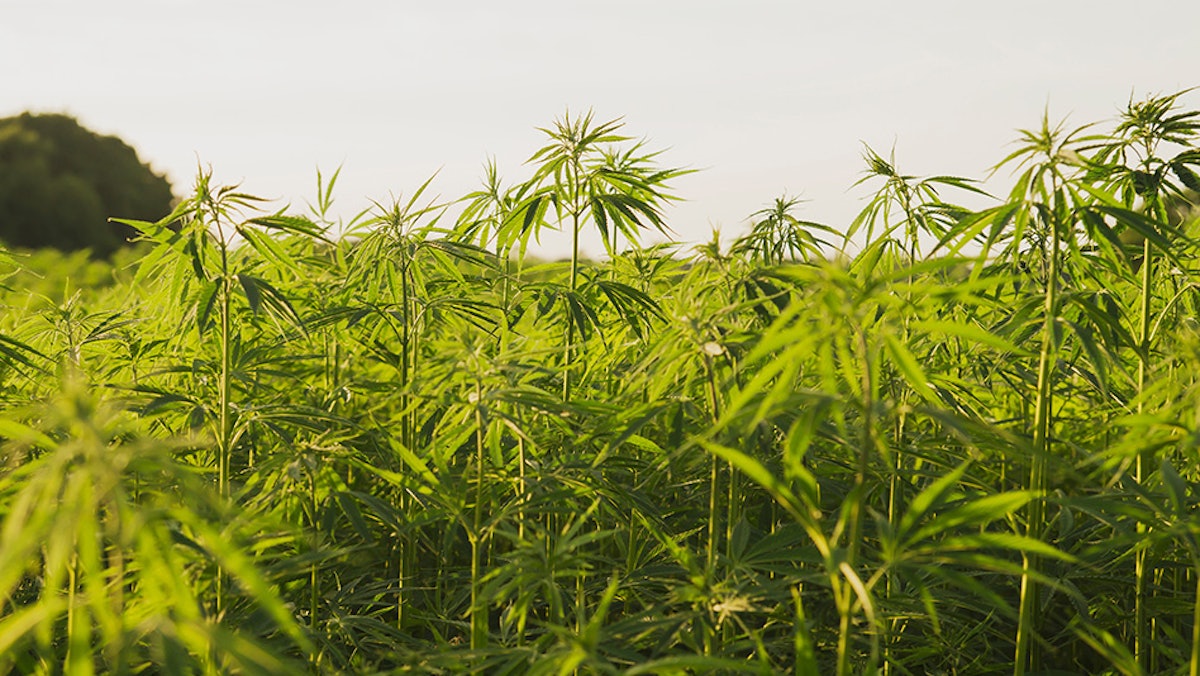 21 Attorneys General Call on Congress to Address ‘Intoxicating Hemp ...