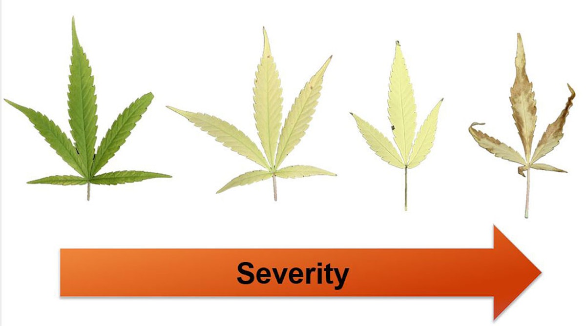 weed leaves problems