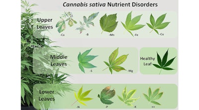 leaf symptoms