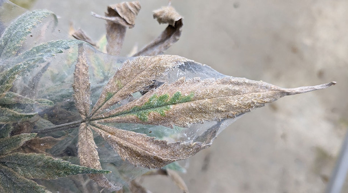 do spider mites affect buds