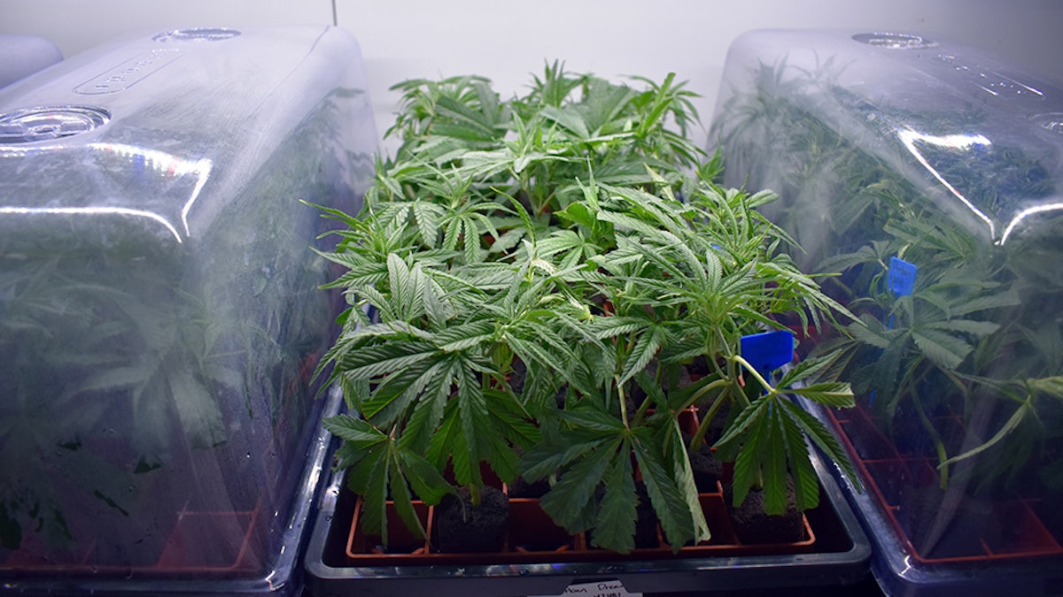 Ohio Initiates Next Step to Kick-Start Adult-Use Cannabis Program ...