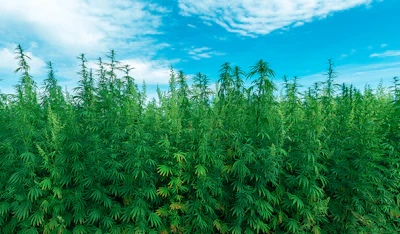 Hemp 303818064
